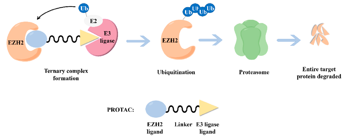 当精准医学遇见表观遗传调控——靶向基因表达调控关键节点 EZH2